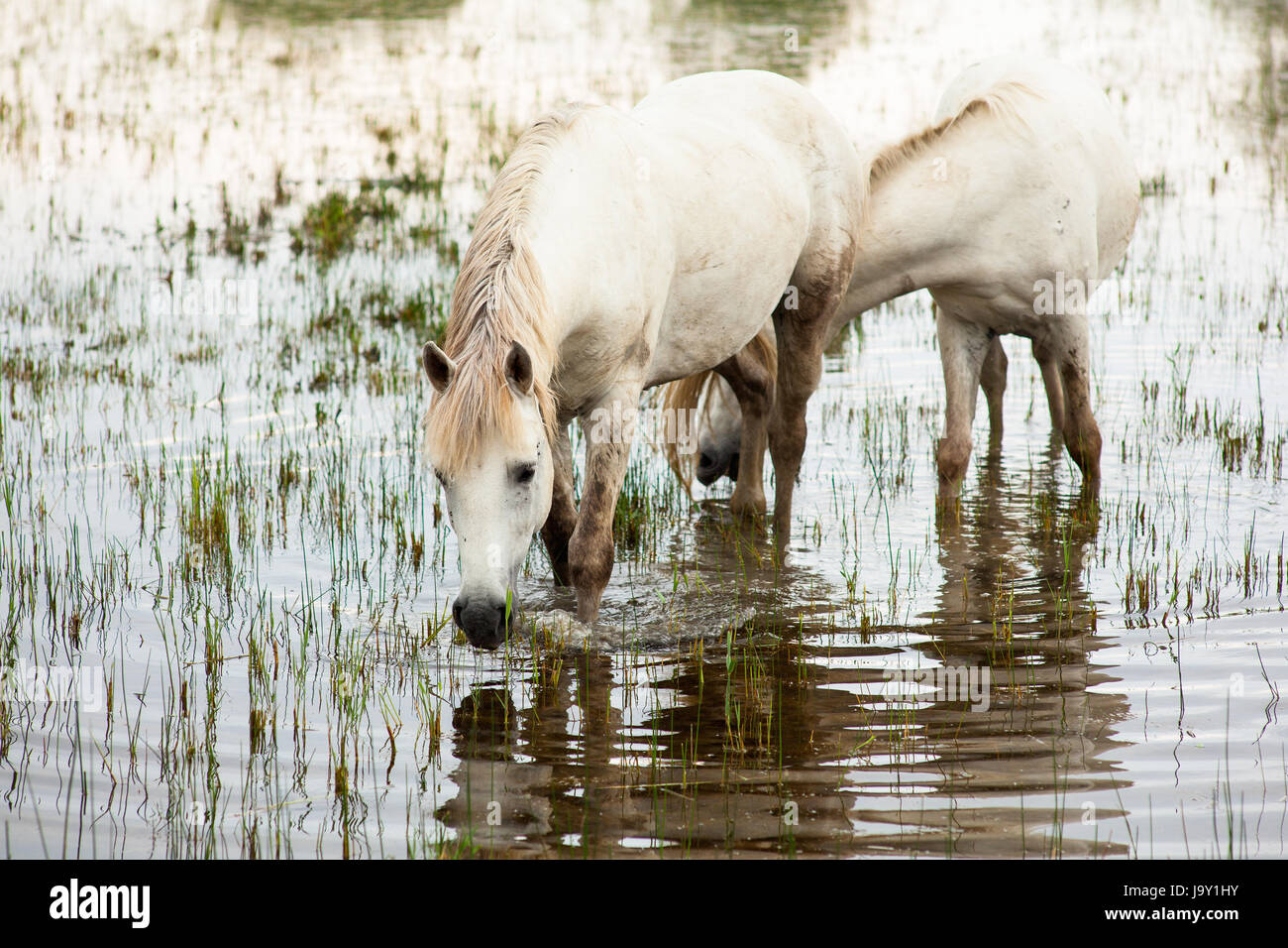 animal, wild, swamp, horse, horses, horse, animal, swamp, horses, ruin ...