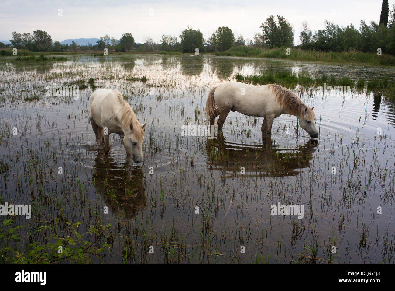 animal, wild, swamp, horse, horses, horse, animal, swamp, horses, ruin ...
