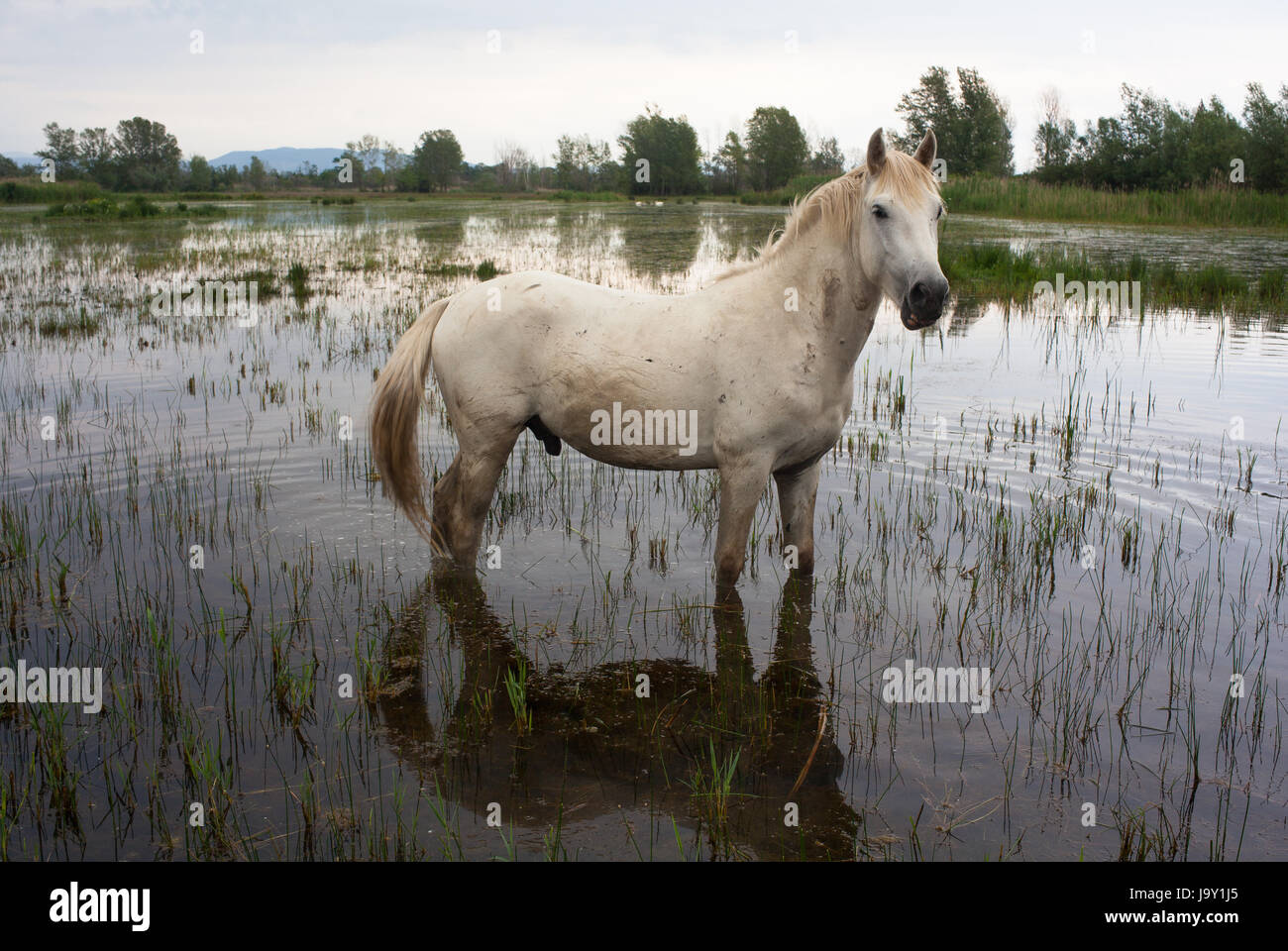 animal, wild, swamp, horse, horses, horse, animal, swamp, horses, ruin ...