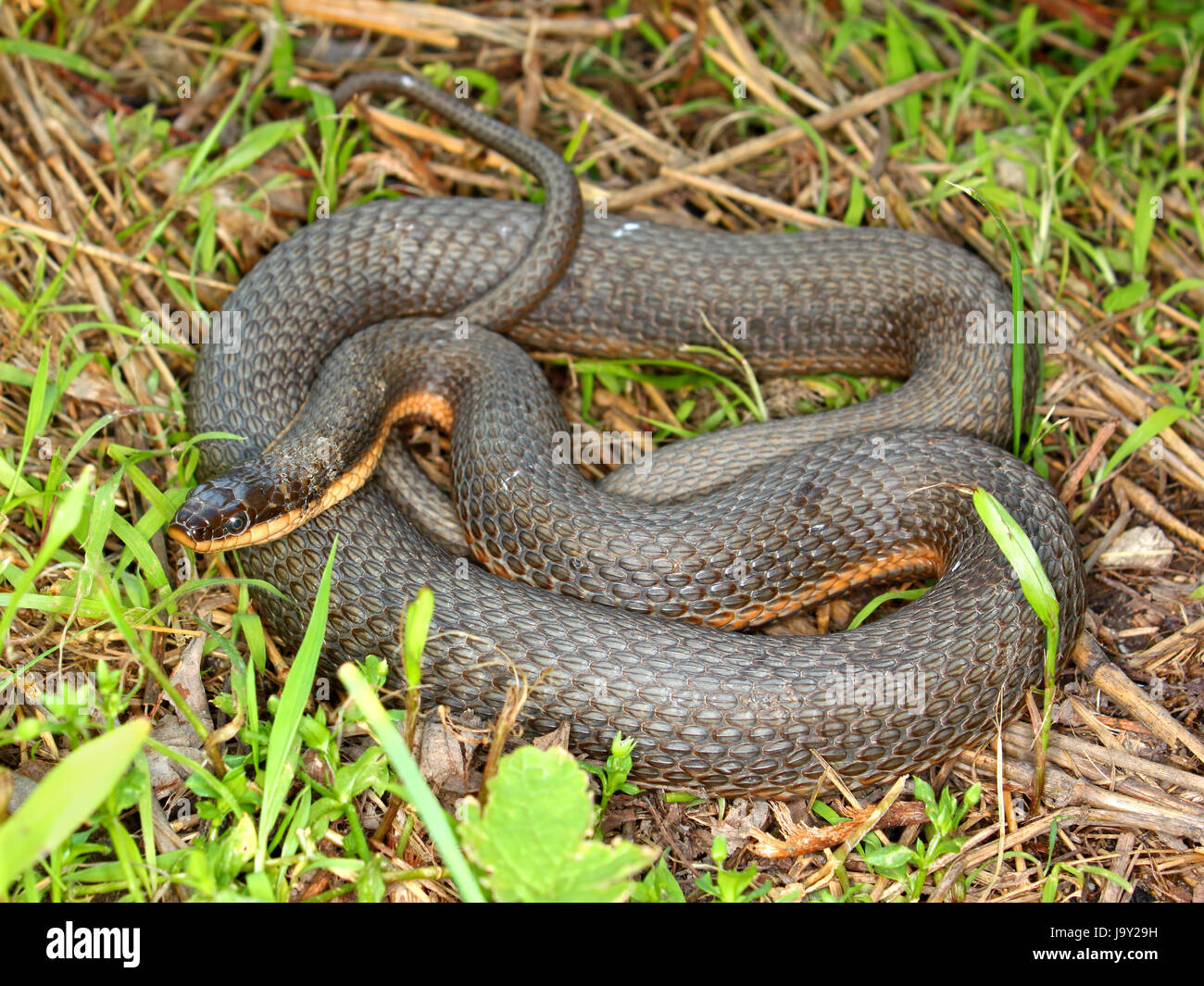 Queen snake regina septemvittata hi-res stock photography and images ...