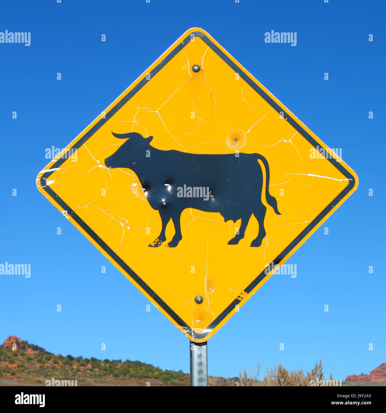 Yellow sign cow hi-res stock photography and images - Alamy