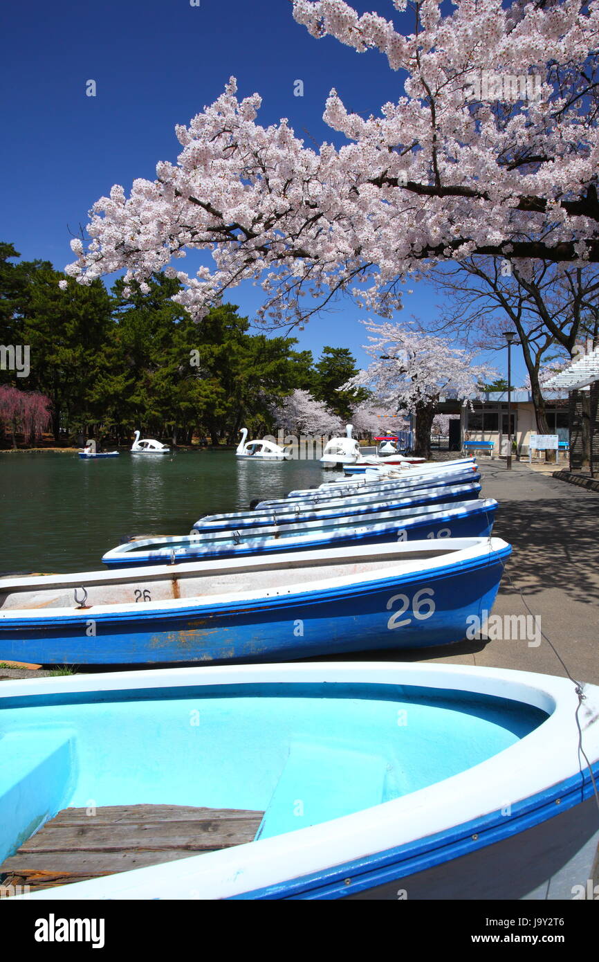 tree, bloom, blossom, flourish, flourishing, spring, cherry, boat ...