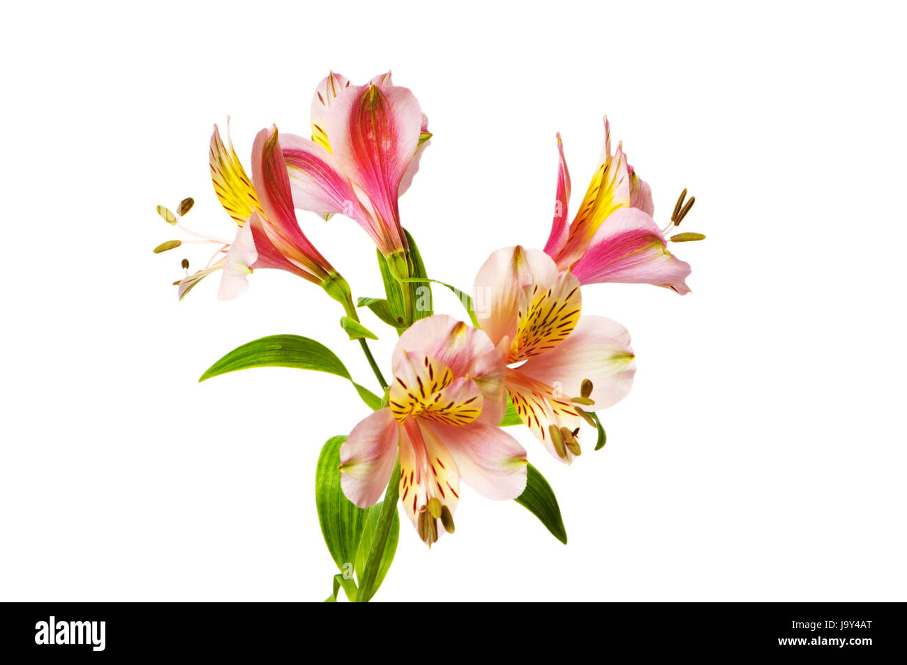 leaf, single, isolated, colour, closeup, flower, plant, leaves, flowers ...