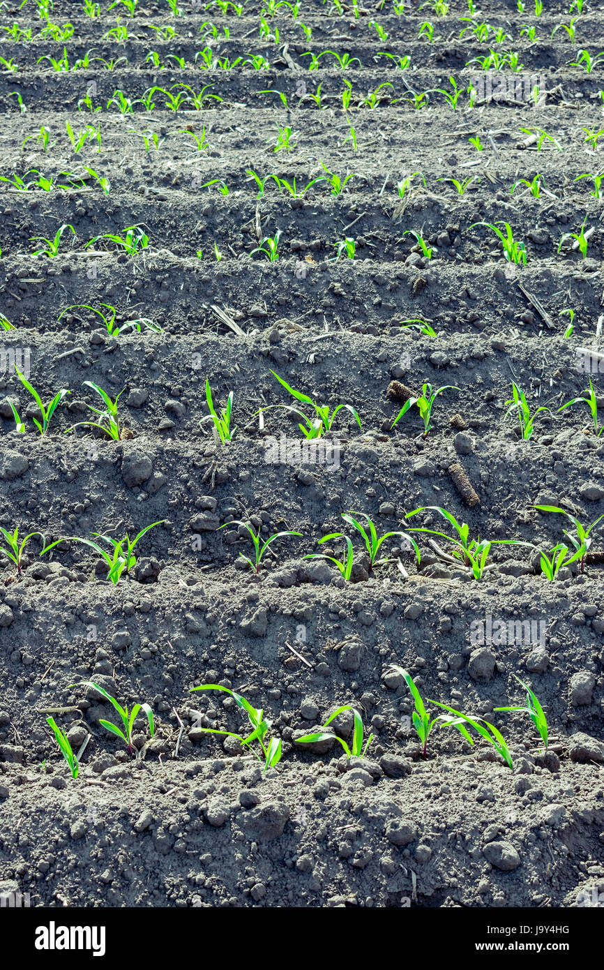 Closeup rows fresh green corn hi-res stock photography and images - Alamy