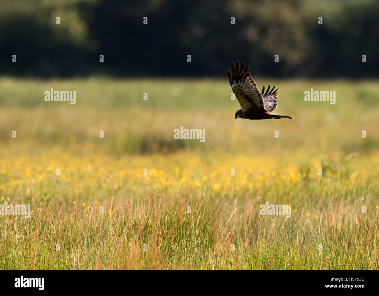 A female Marsh Harrier (Circus aeruginosus) searching for prey ...
