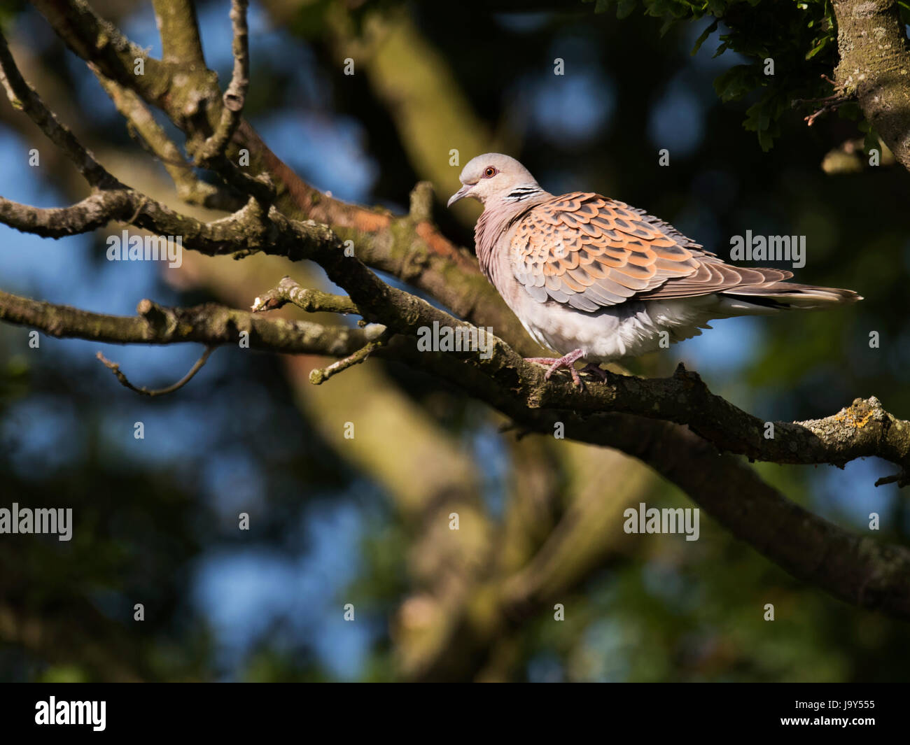 A Turtle Dove (Streptopelia turtur) perched in oak tree, Oxfordshire ...