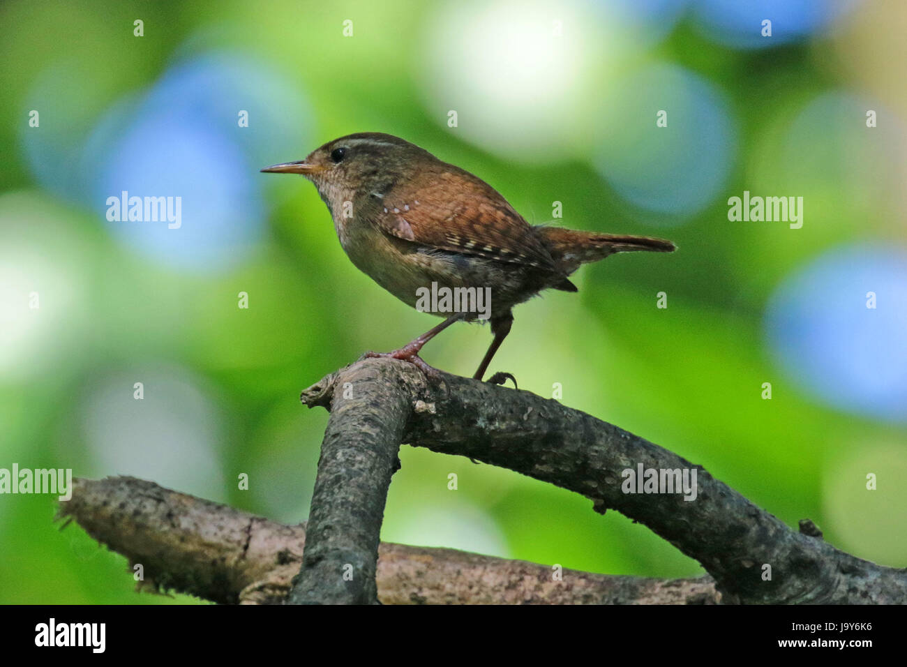 Wren uk branch hi-res stock photography and images - Alamy