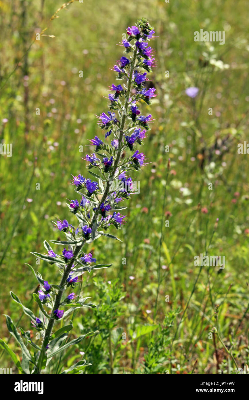 medicinal plant, blue, flora, botany, blossoms, bleed, medicinal plant ...