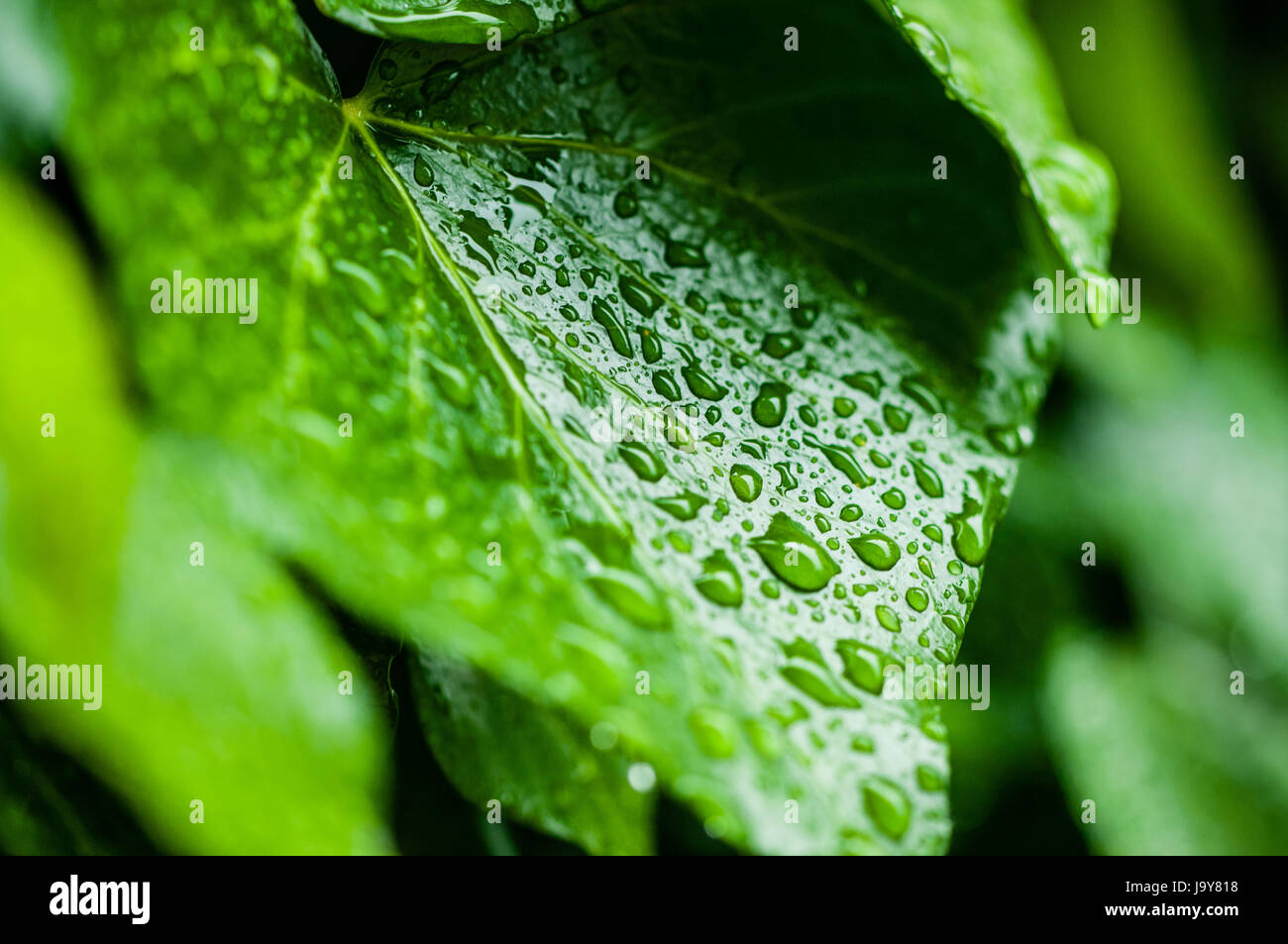 leaf in the rain Stock Photo - Alamy
