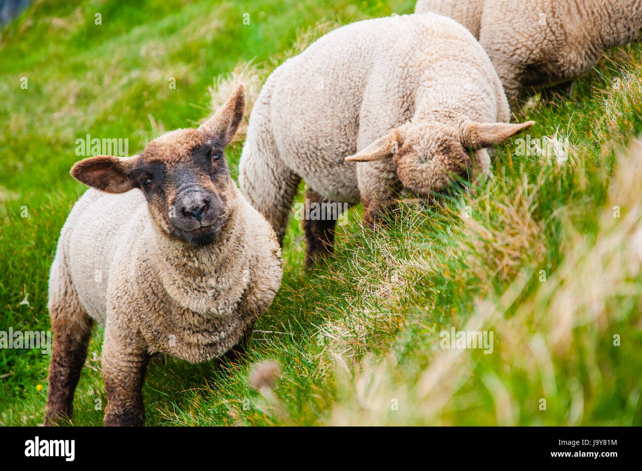 fodder, agriculture, farming, sheep, wool, to gorge, engulf, devour ...
