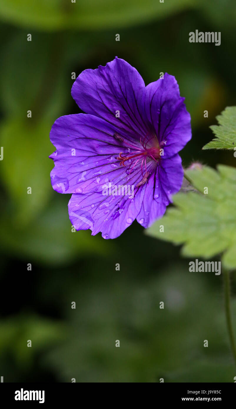 blue, flower, plant, hedge, geranium, geraniums, nature, blue ...
