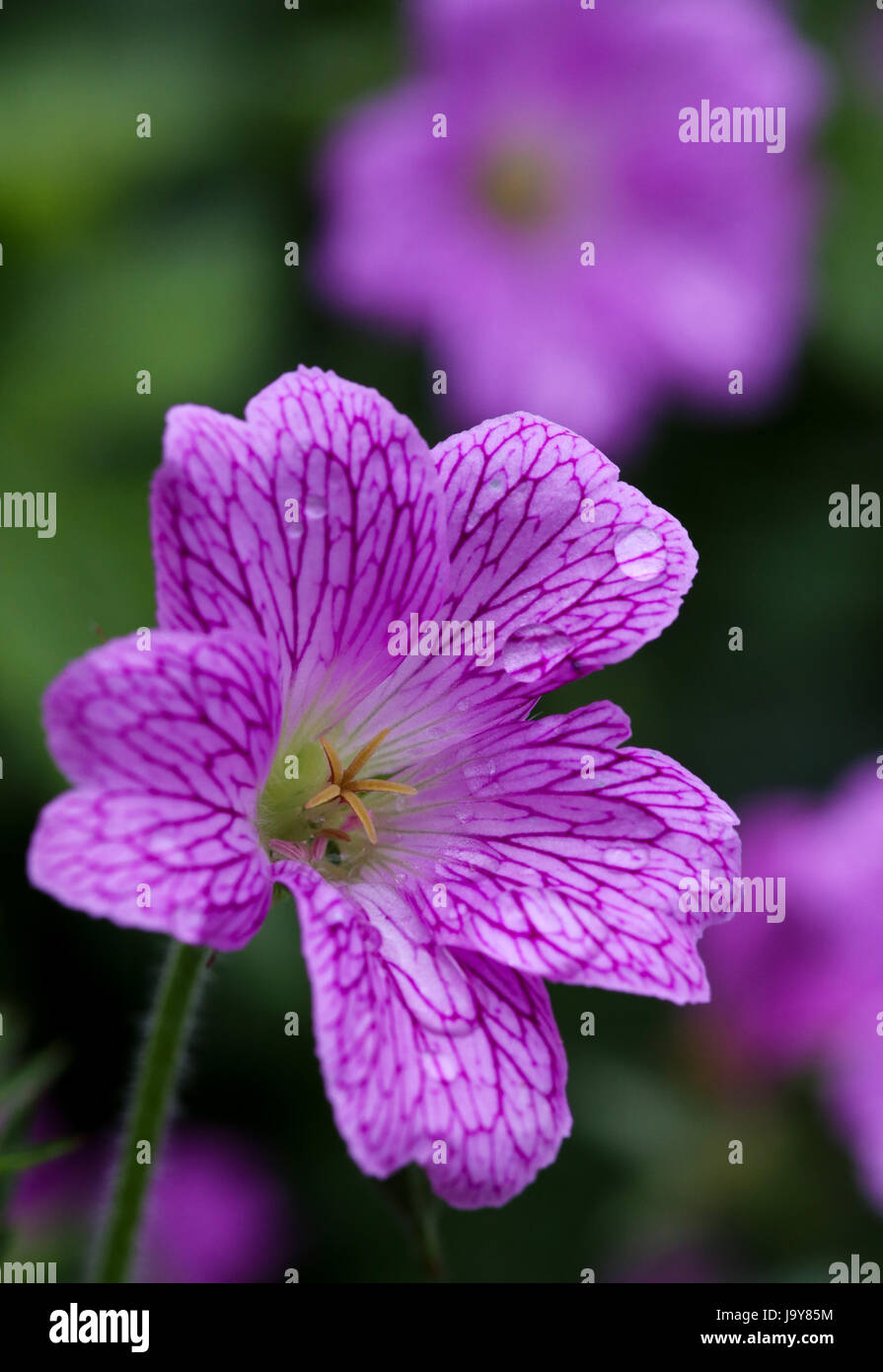 flower, plant, hedge, magenta, geranium, geraniums, nature, blue, leaf ...
