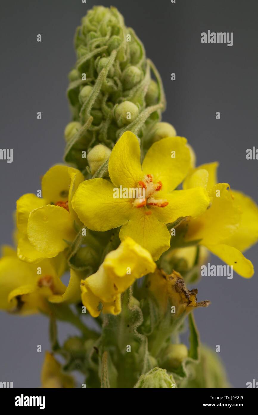 flower, plant, medicinal plant, flower, plant, medicinal plant, slime ...