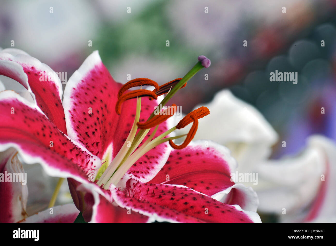 Pink stargazer lily hi-res stock photography and images - Alamy