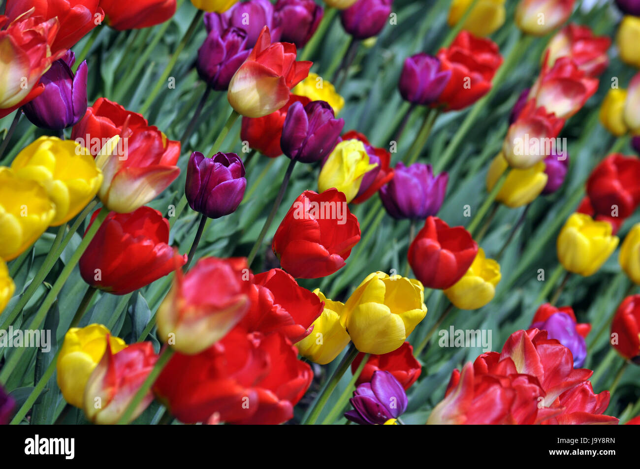 Colorful rows of beautiful tulips Stock Photo - Alamy