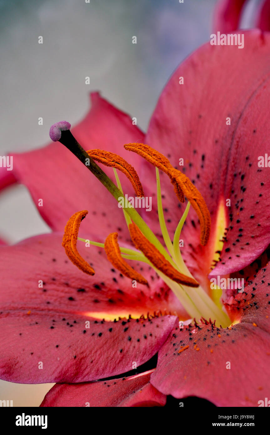 Close up of pink lily flower Stock Photo - Alamy