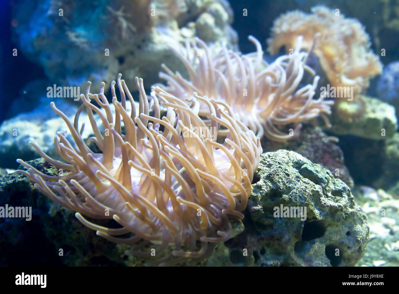 White brain coral closeup hi-res stock photography and images - Alamy