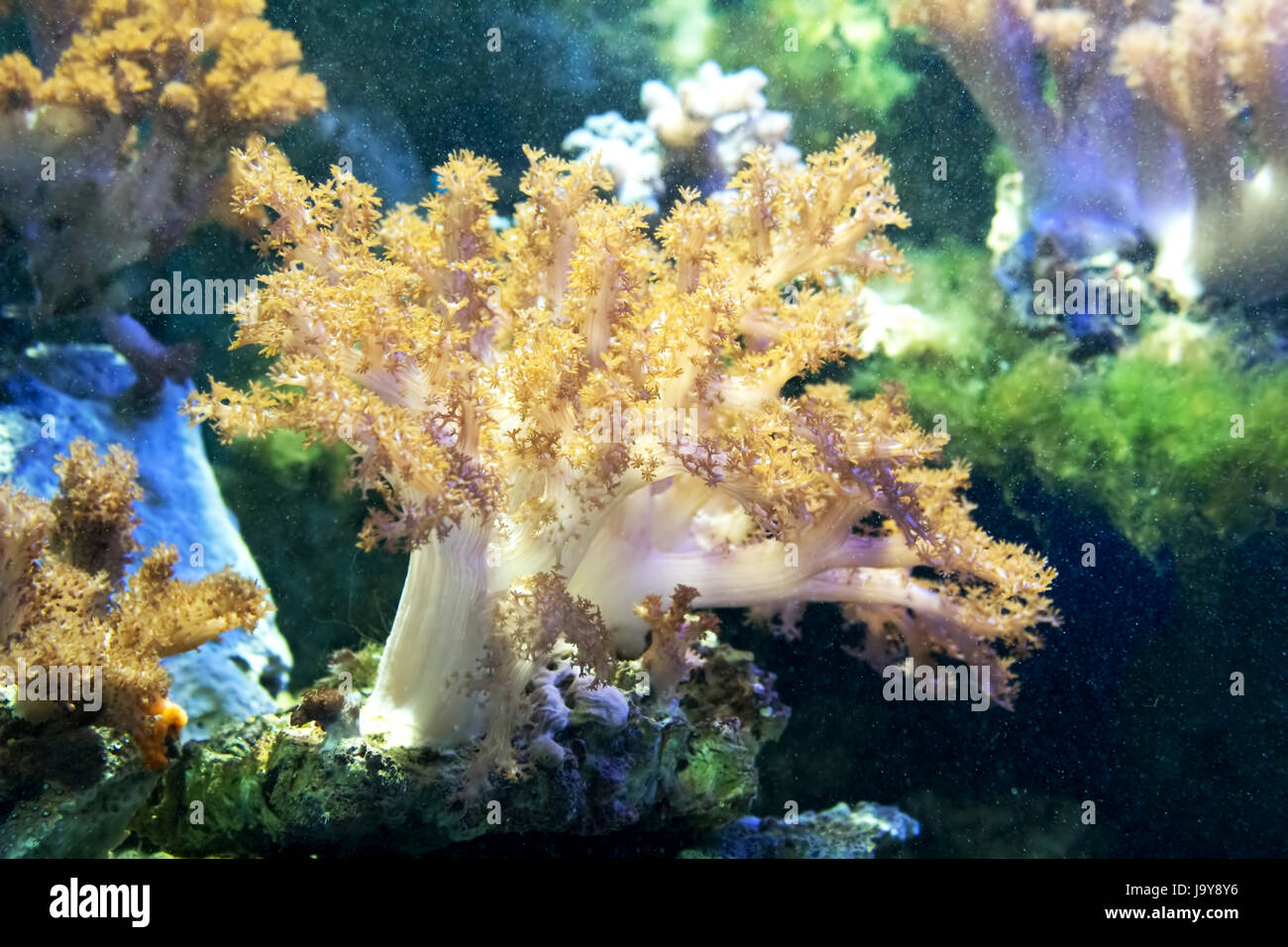 White brain coral closeup hi-res stock photography and images - Alamy
