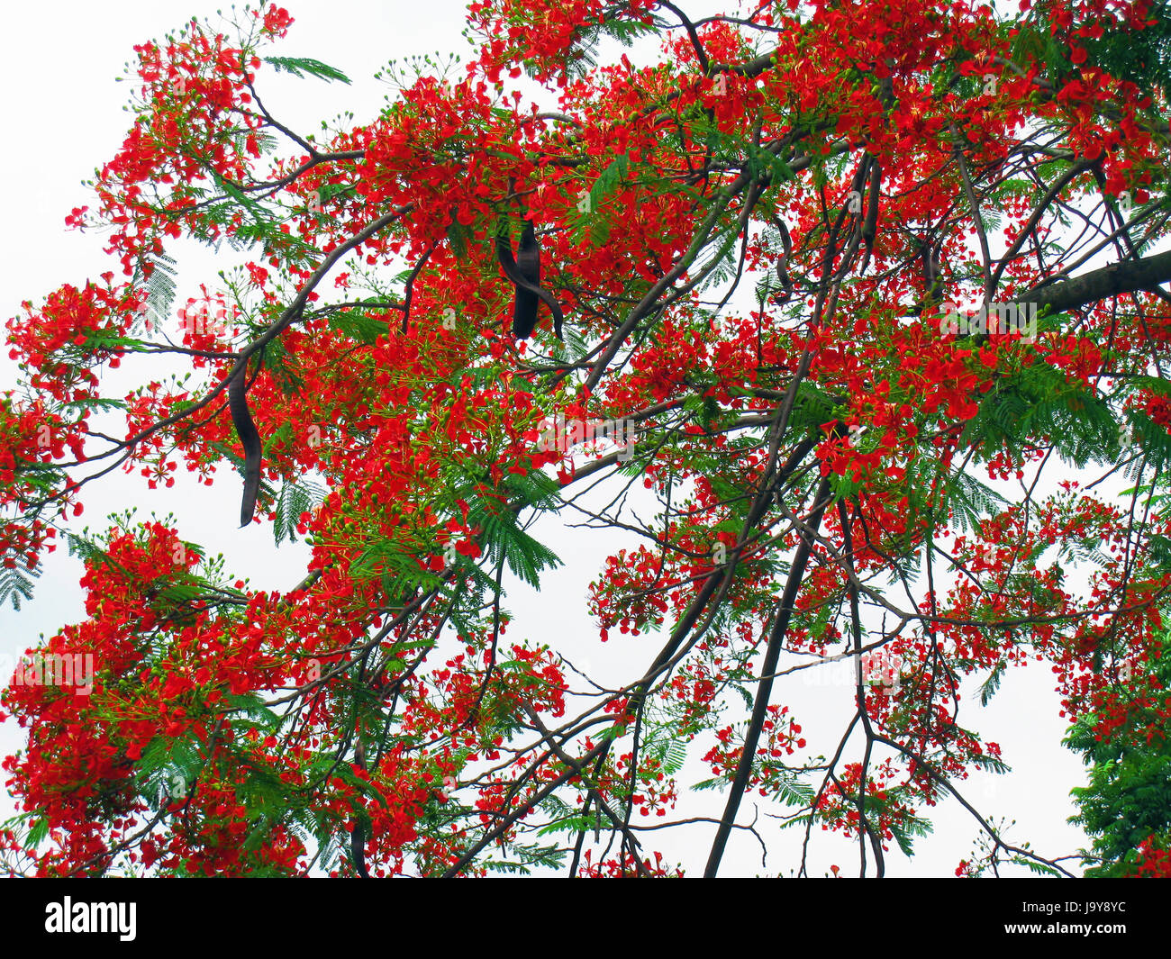 isolated, tree, bird, flower, plant, heaven, paradise, bloom, blossom ...