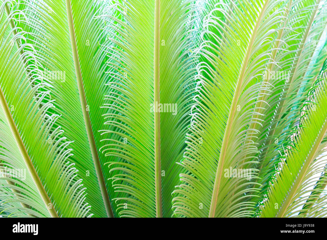 detail, closeup, wild, leaves, flora, botany, formation, outdoor, bush ...