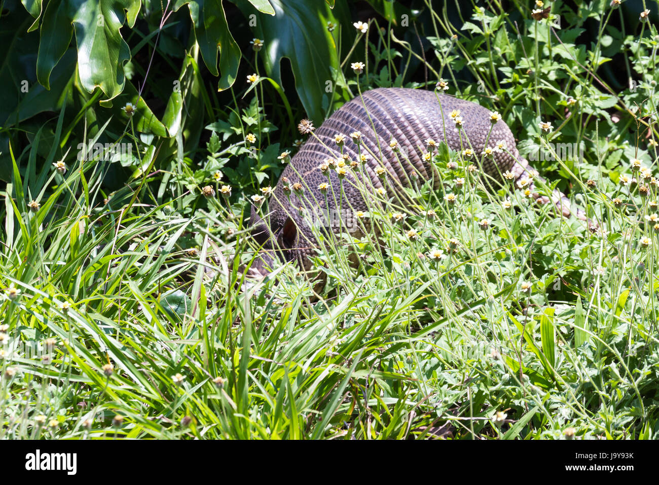 close up of a nine banded armadillo in a yard looking for insects on ...