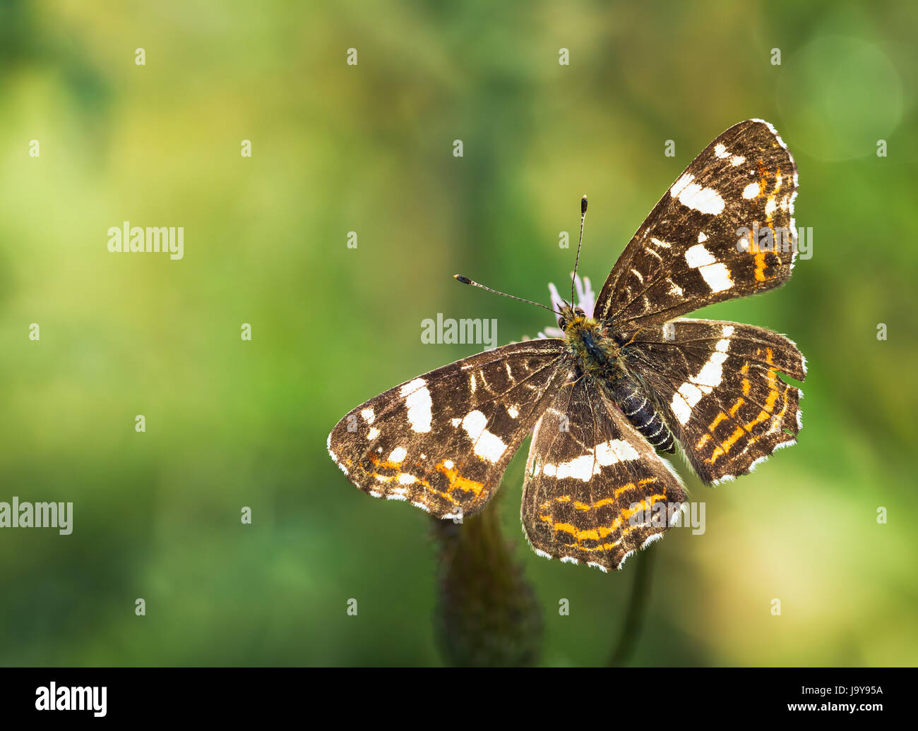 The Map butterfly (Araschnia levana Stock Photo - Alamy