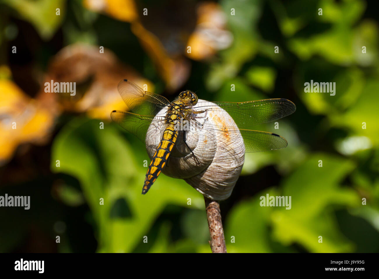 insect, wing, dragonfly, snail shell, gold, ivy, vierflgler, odonata ...