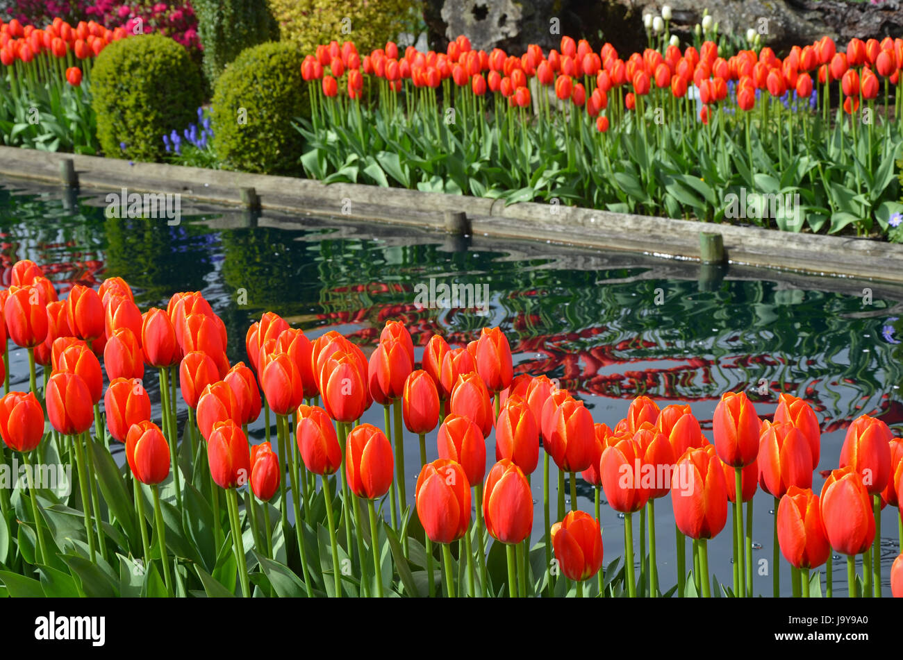 Beautiful red spring tulips and reflective pond Stock Photo - Alamy