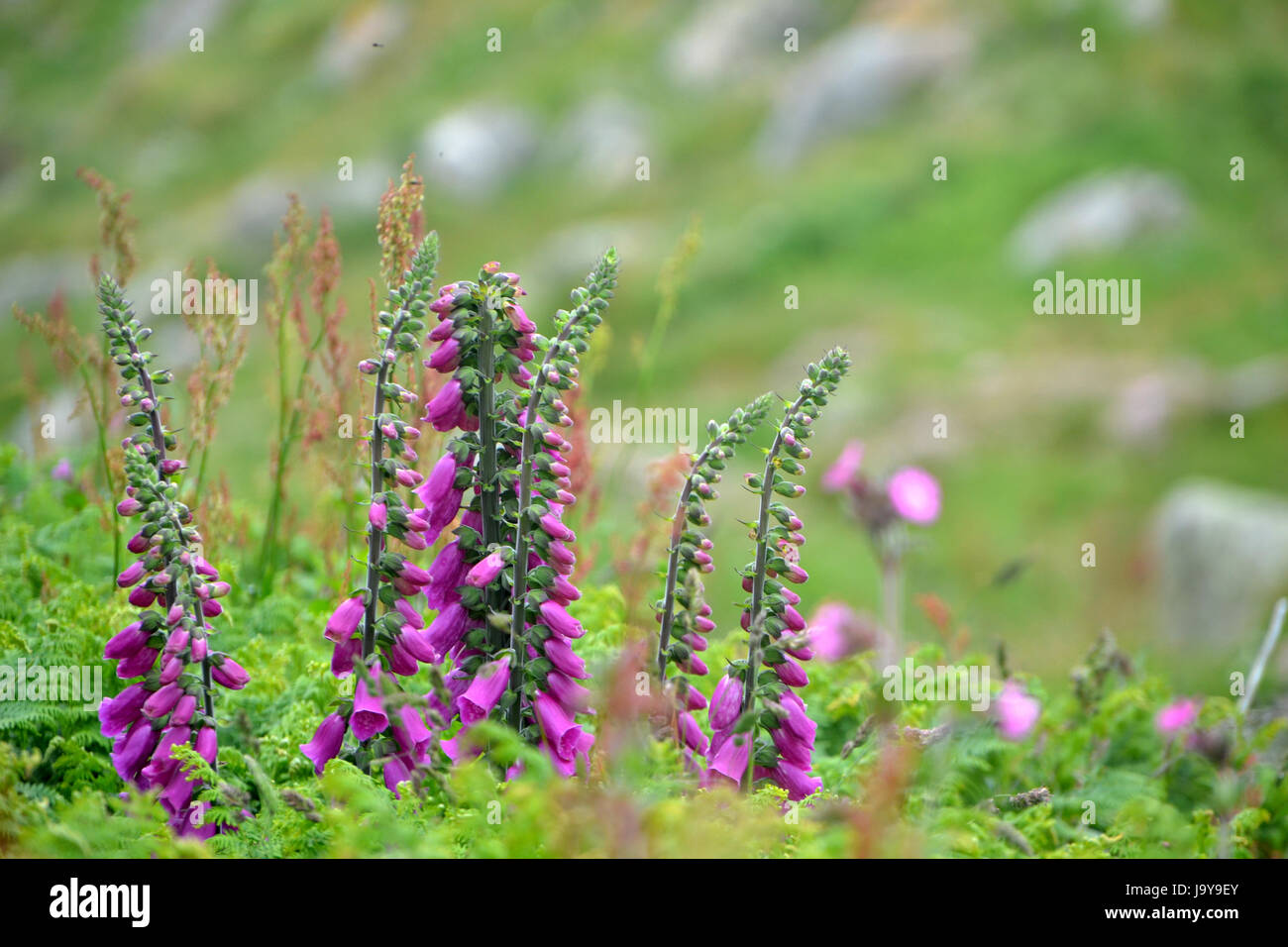 thimble, medicinal plant, clearing, toxic, poisonous, thimble ...