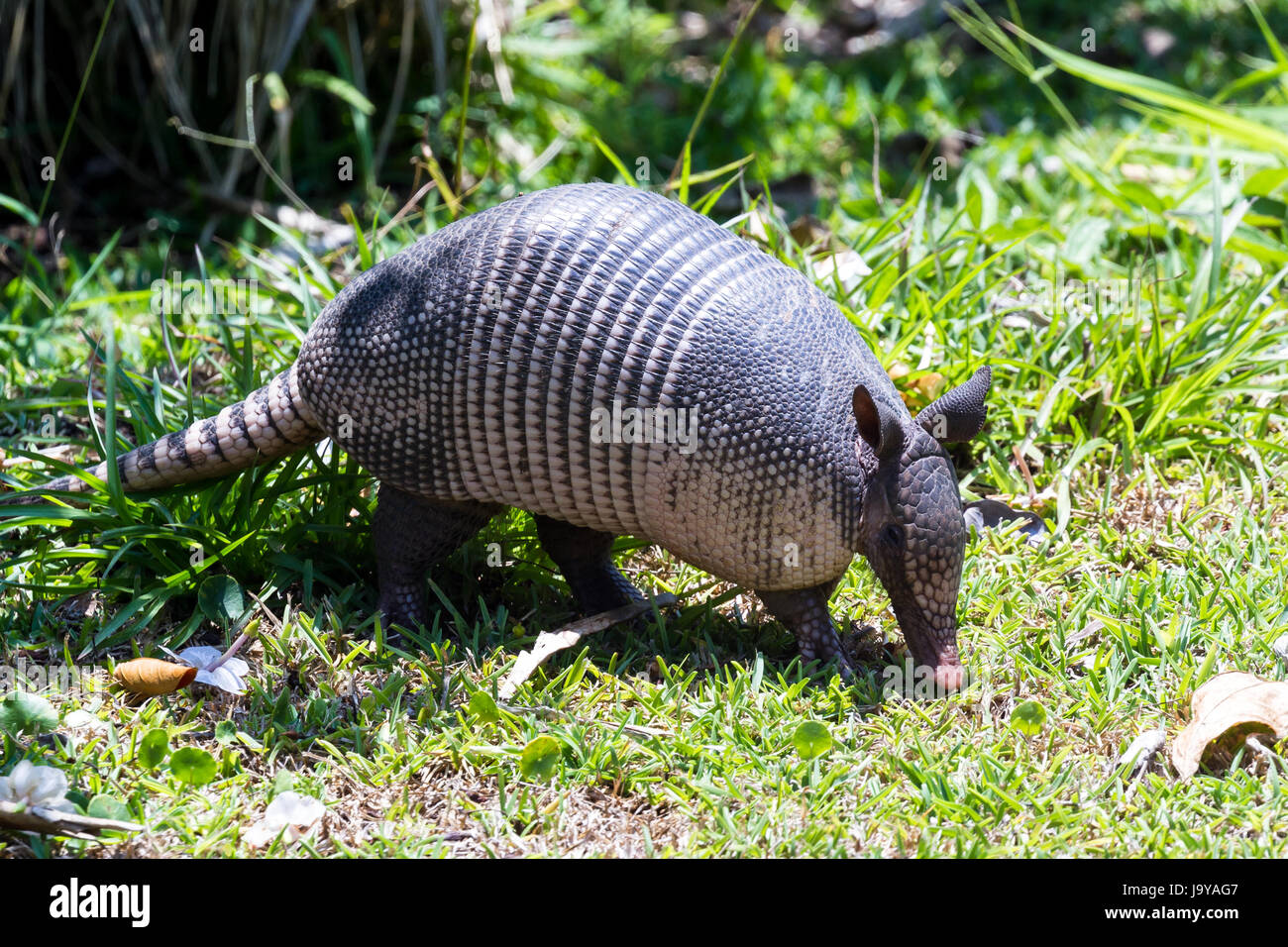 Yard nine hi-res stock photography and images - Alamy