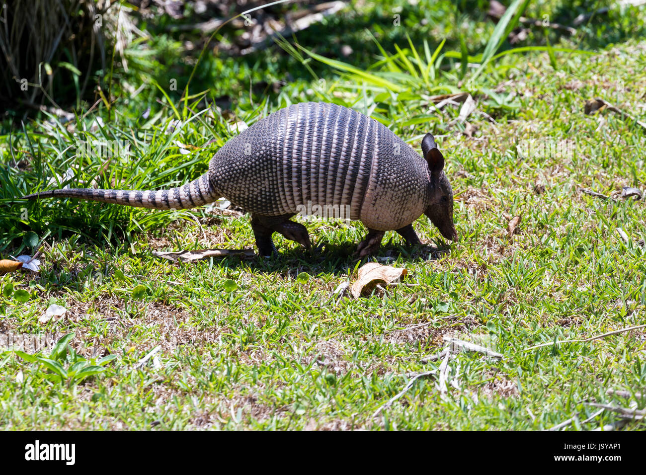 close up of a nine banded armadillo in a yard looking for insects on ...
