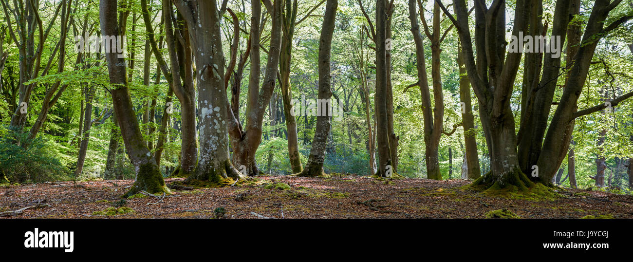 New Forest National Park woodland scene, Hampshire, England Stock Photo ...