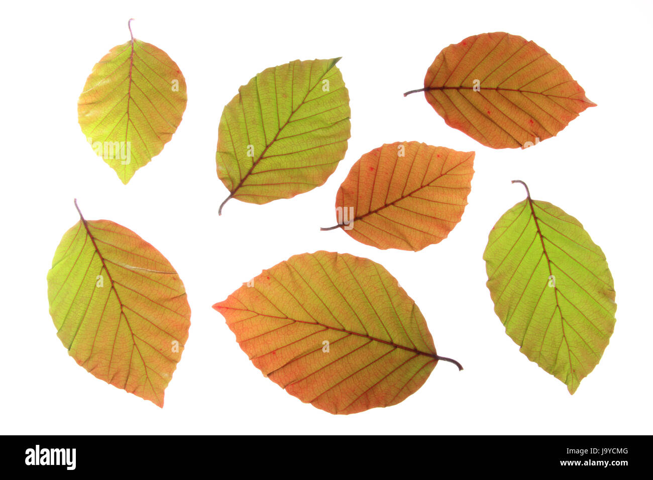 F tree Cut Out Stock Images & Pictures - Alamy