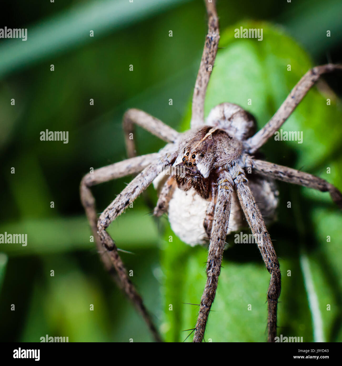 spider with cocoon Stock Photo - Alamy