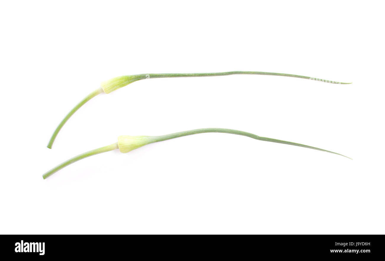 Single ripe garlic stem isolated on white background Stock Photo - Alamy