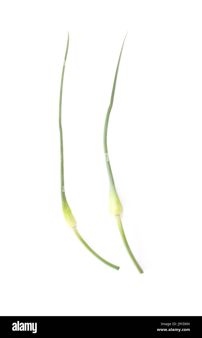 Single ripe garlic stem isolated on white background Stock Photo - Alamy