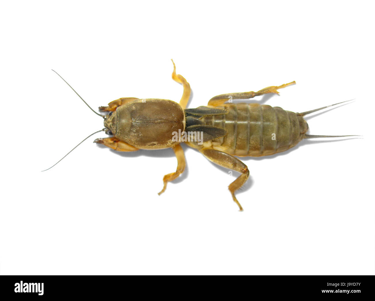 One mole cricket isolated on white background Stock Photo - Alamy