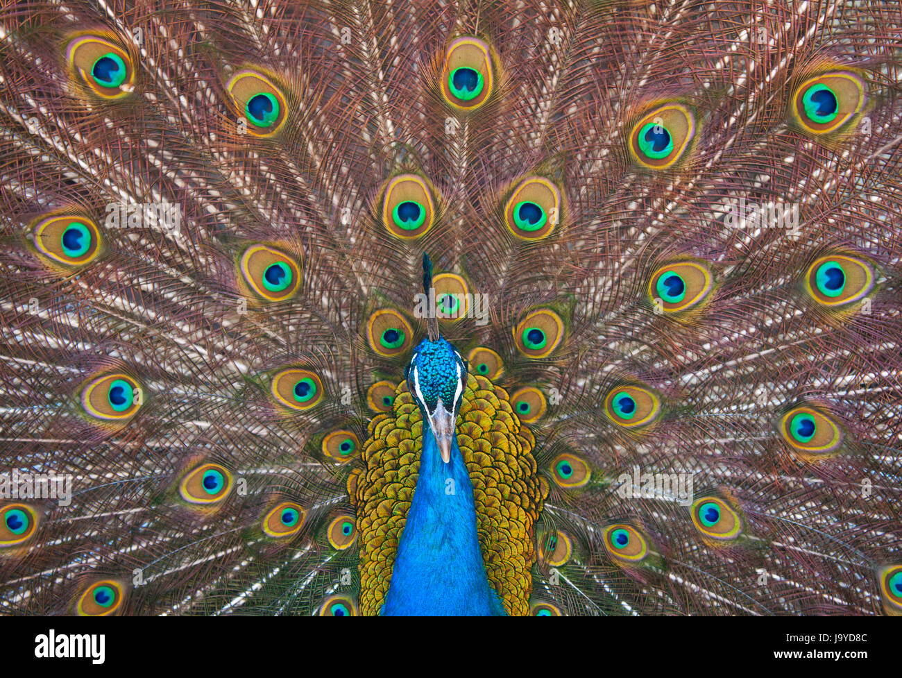 beautiful, beauteously, nice, colour, bird, exotic, feathering ...