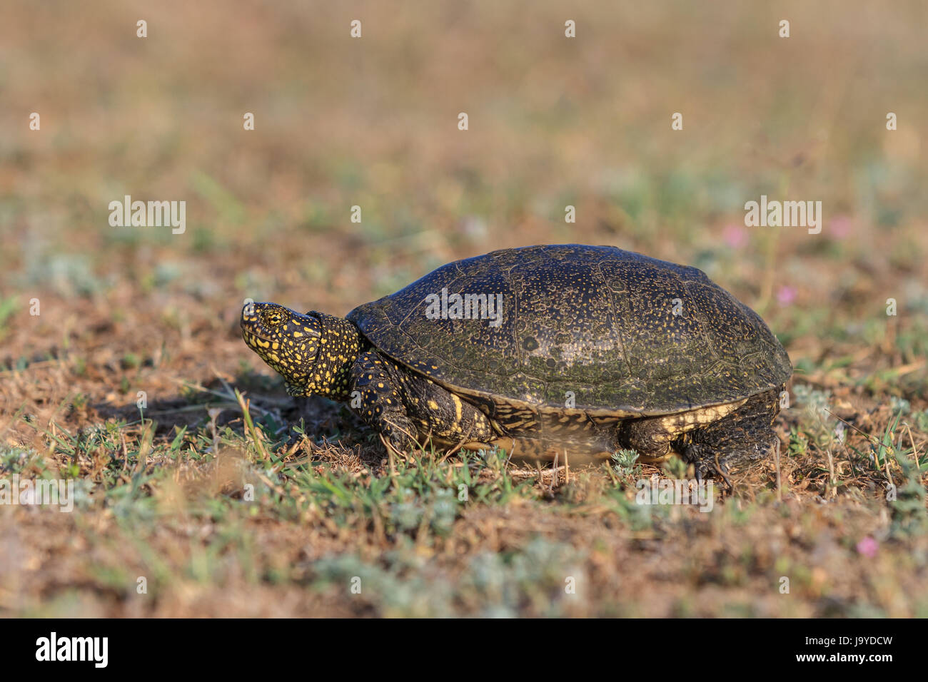 Turtle stack hi-res stock photography and images - Alamy