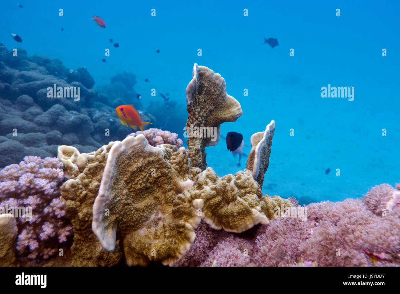 coral reef with fire coral and exotic fish at the bottom of tropical ...