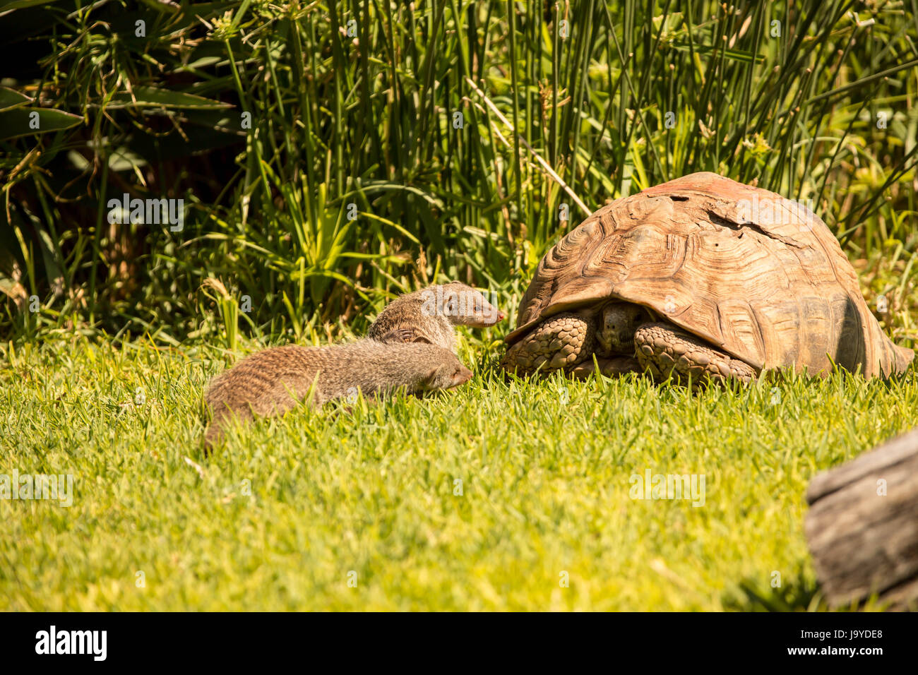 animal, africa, namibia, predator, attack, mongoose, turtle, tortoise ...