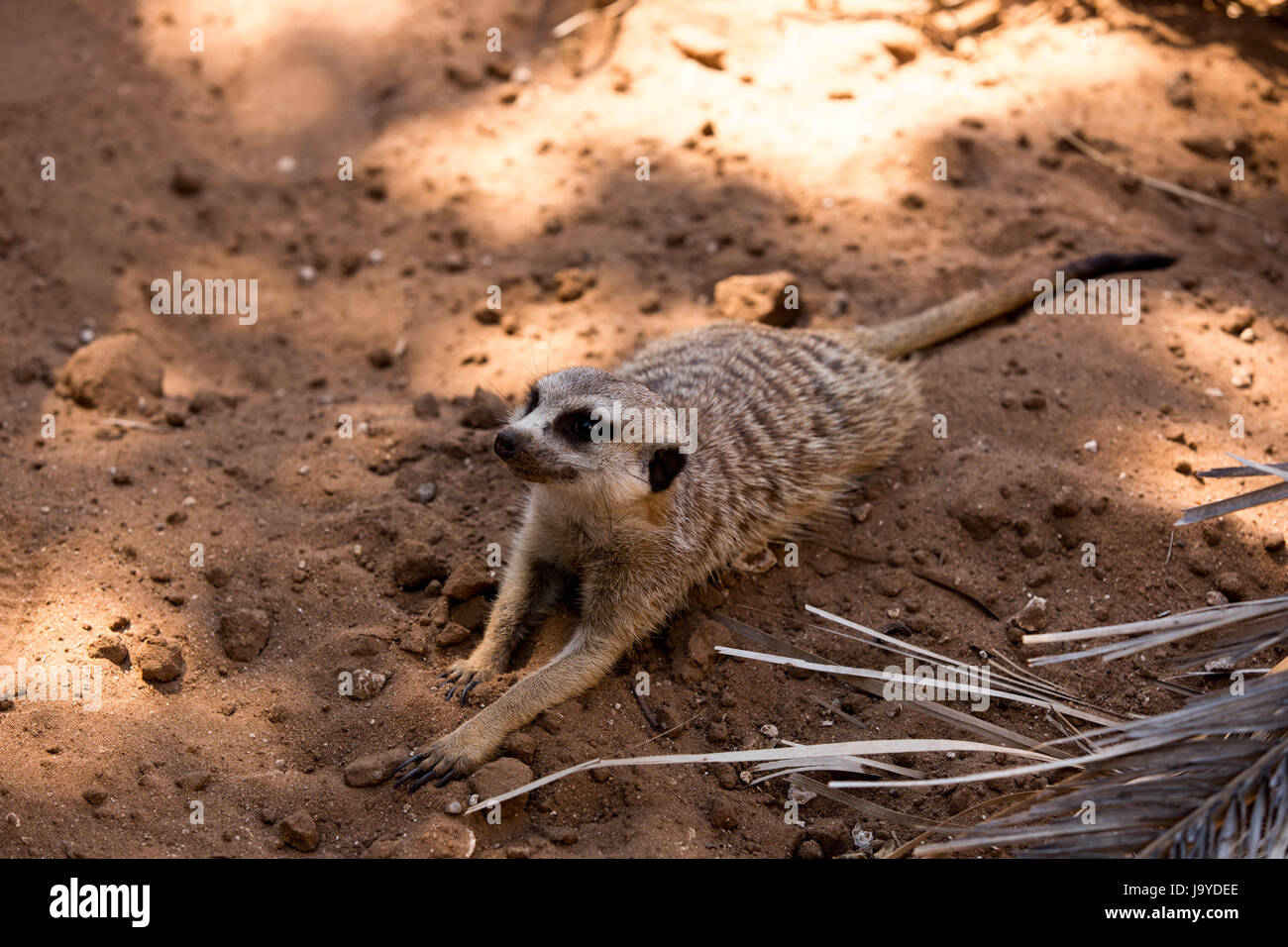 wild, africa, namibia, portrait, rodent, predator, young animal ...
