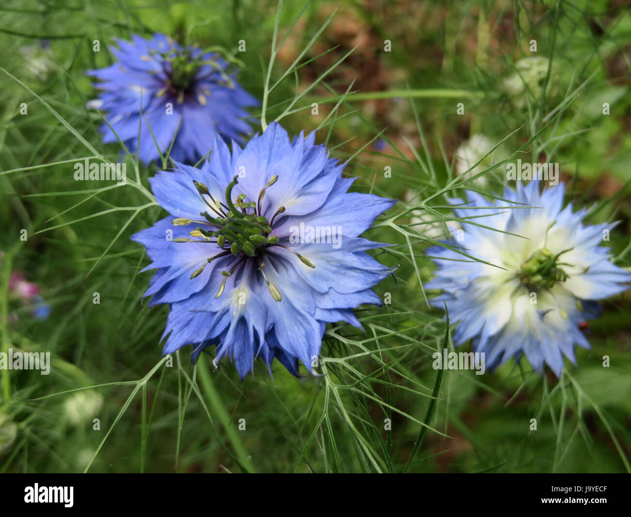 nigella - nigella damascena Stock Photo - Alamy