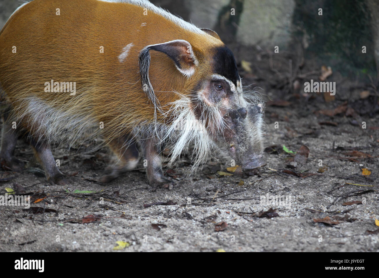 Unusual wild boar, Singapore, south east Asia Stock Photo - Alamy