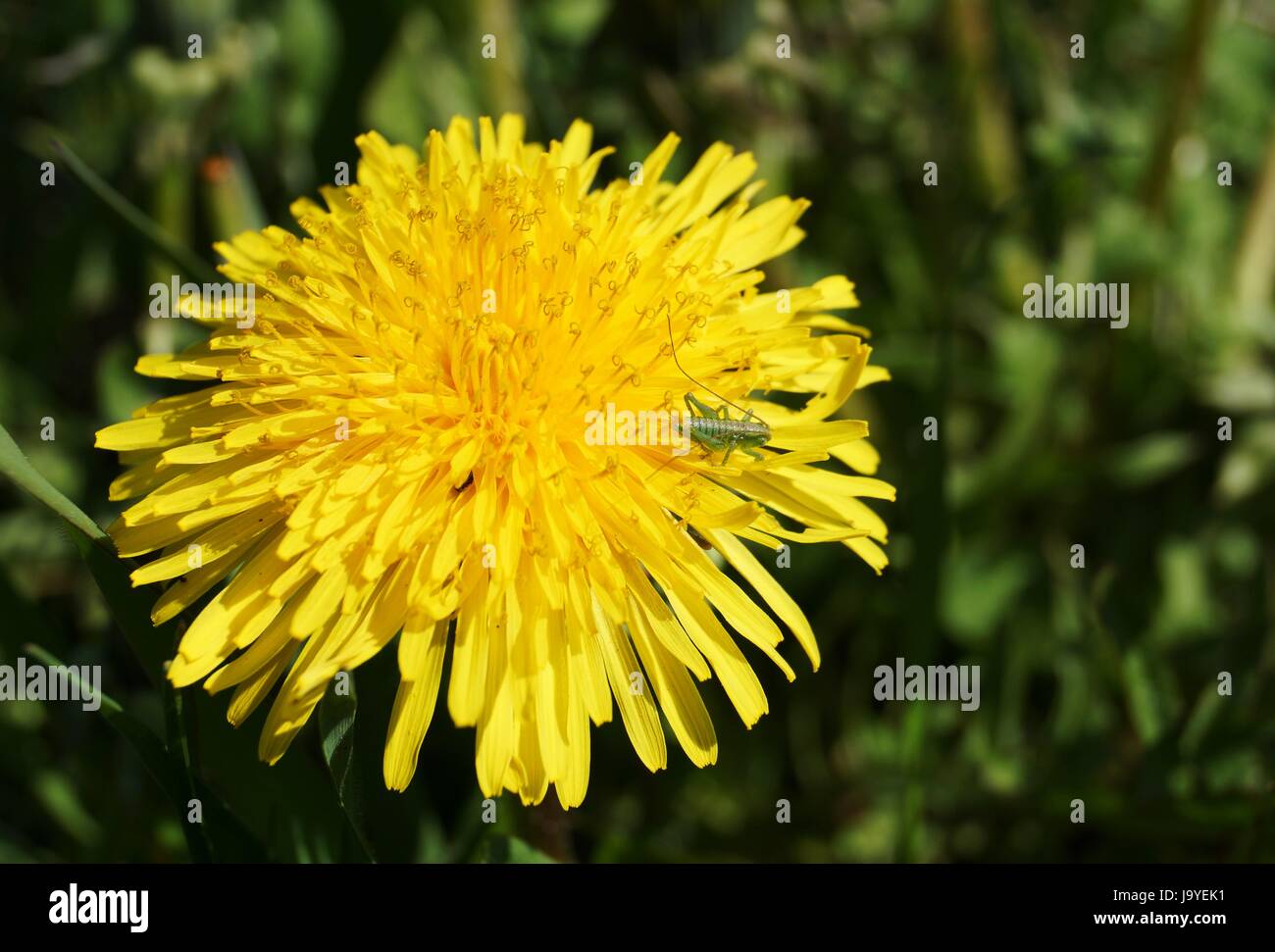 Insects on dandelion hi-res stock photography and images - Alamy