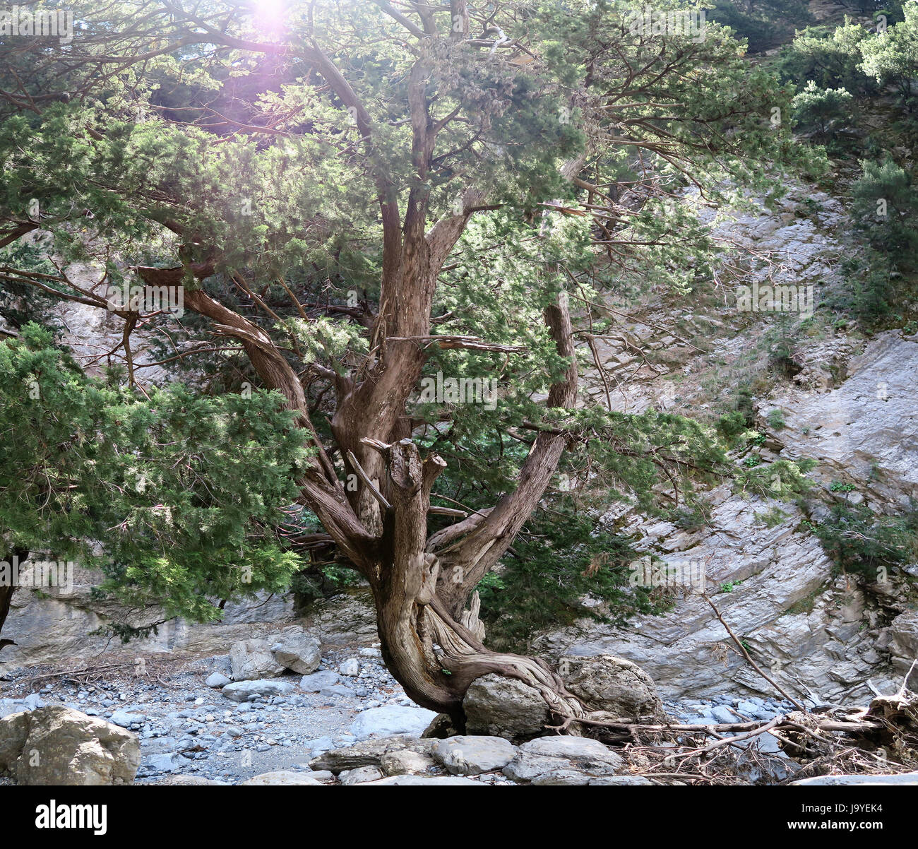 Phoenicean juniper (Juniperus phoenicea) tree on crete Samaria Gorge ...