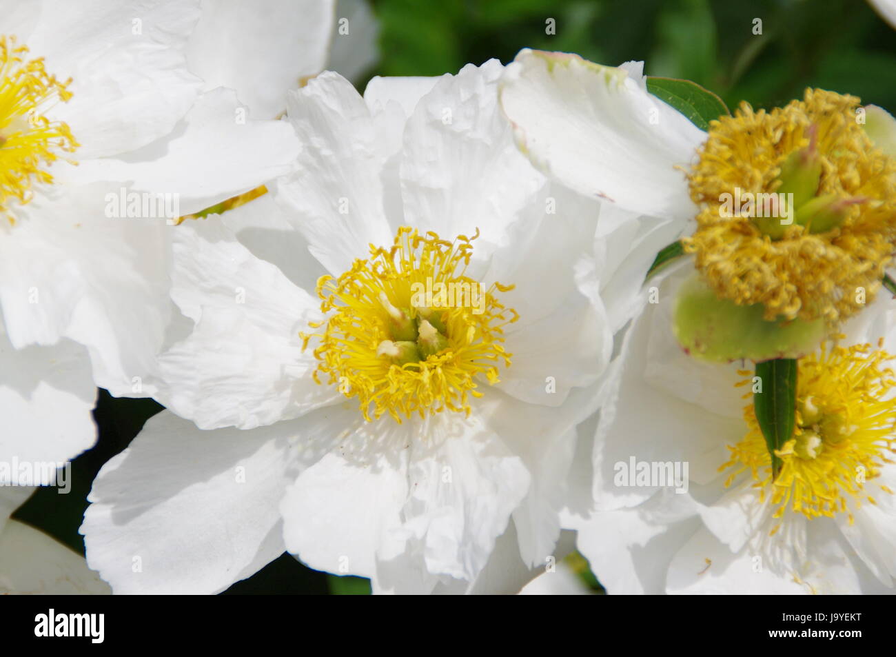 flower, plant, fauna, flowers, flora, flower meadow, nature, flower ...