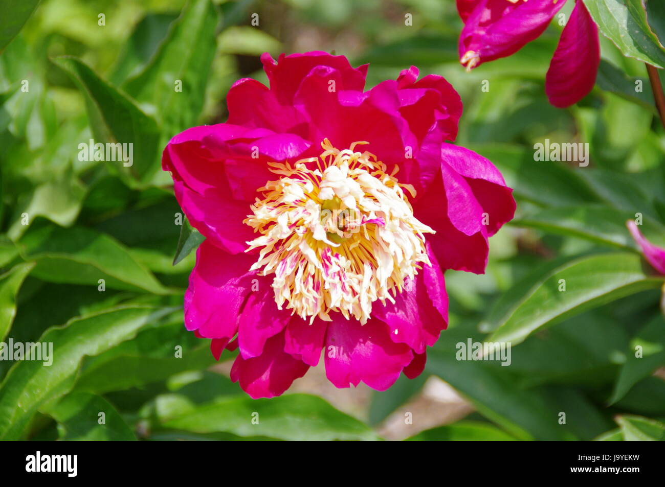 flower, plant, fauna, flowers, flora, flower meadow, nature, flower ...