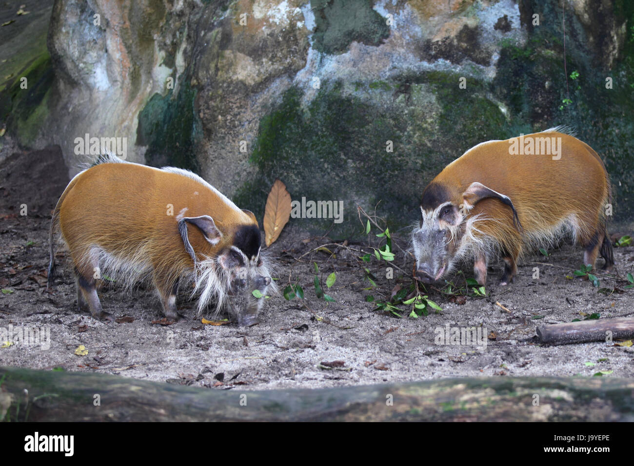 Unusual wild boar, Singapore, south east Asia Stock Photo - Alamy