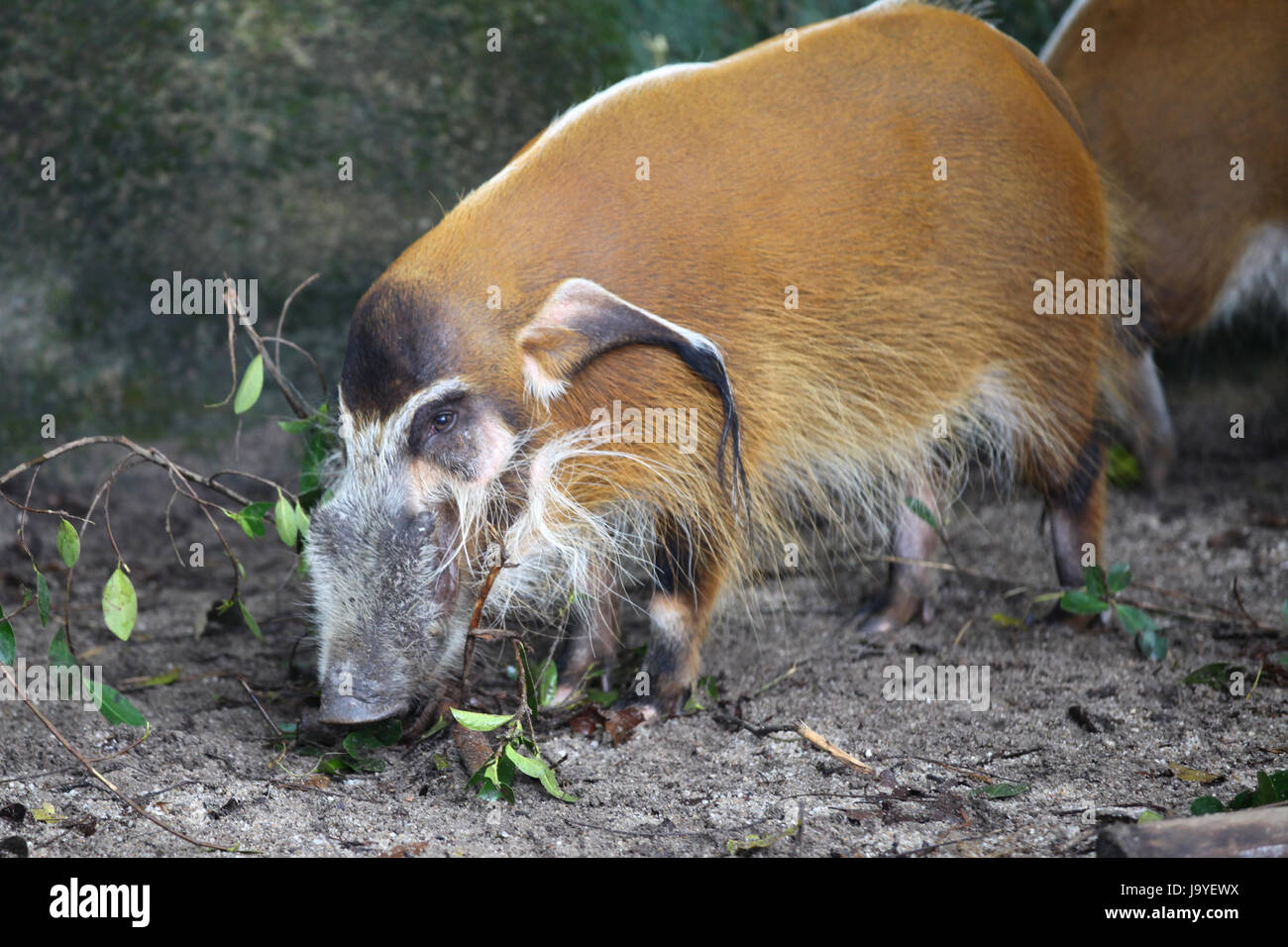 Unusual wild boar, Singapore, south east Asia Stock Photo - Alamy